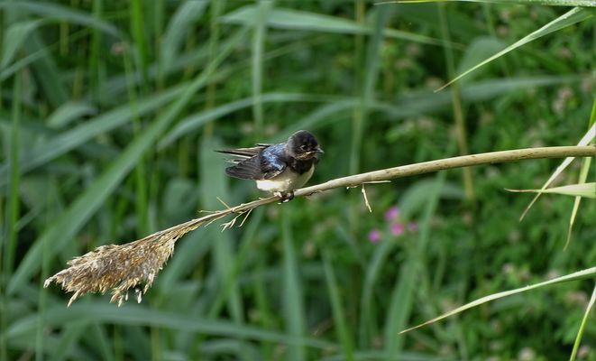 Animales salvajes Imágenes y fotos