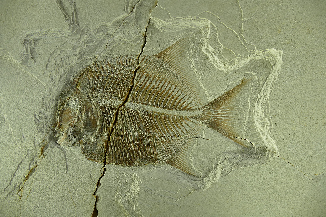 Urfisch Foto & Bild | natur, tiere, wildlife Bilder auf fotocommunity