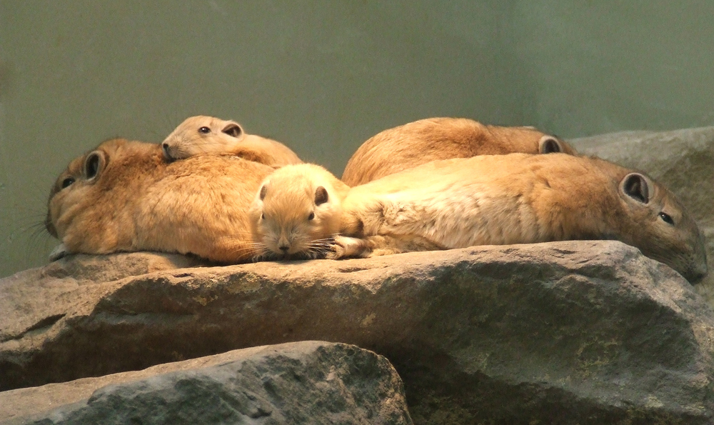Urgestein Foto & Bild | tiere, zoo, wildpark & falknerei, säugetiere ...