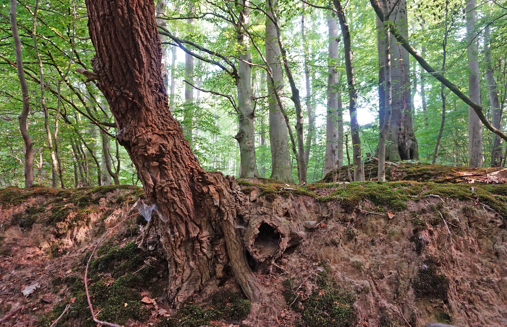 Urig Foto & Bild | world, bäume, natur Bilder auf fotocommunity