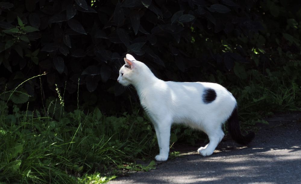 Urlaubs Begegnung… Foto & Bild | fotos, natur, katze Bilder auf fotocommunity