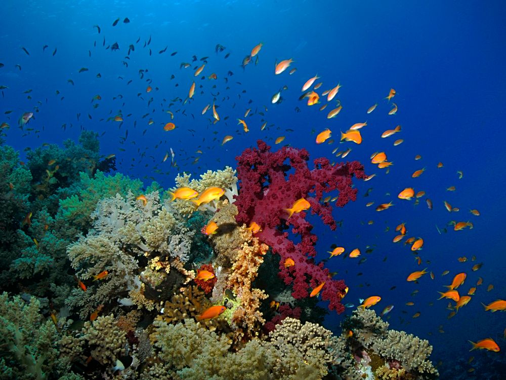 Urlaubs-Feeling Rotes Meer Foto & Bild | unterwasser, uw-salzwasser ...
