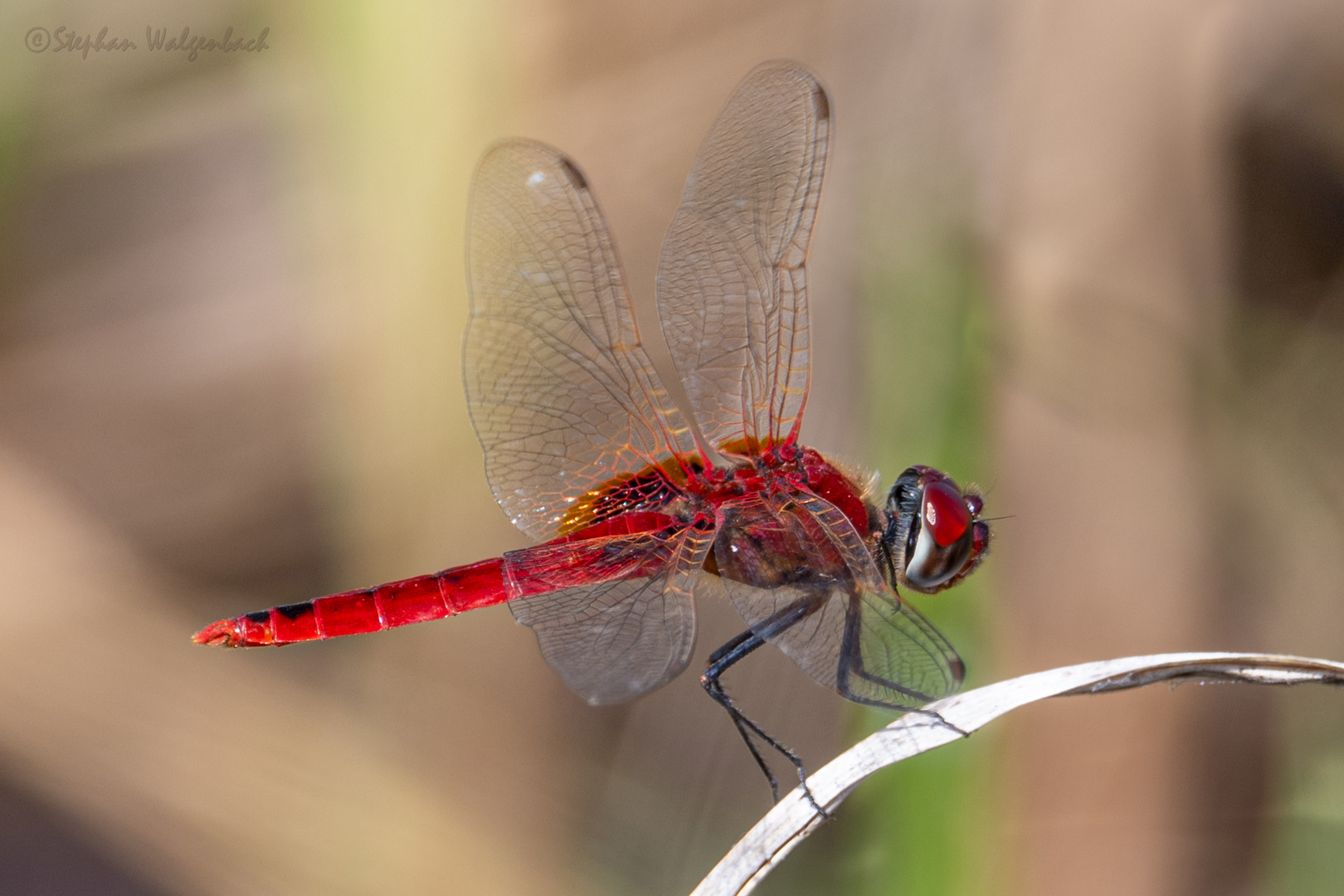 Urothemis signata signata, ein Männchen Foto & Bild | asia, cambodia ...