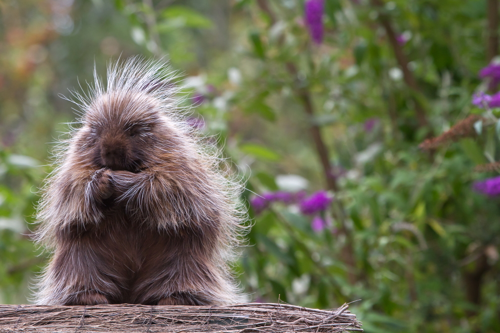 Urson (Baumstachler) _ Erethizon dorsatum Foto & Bild | tiere, natur ...