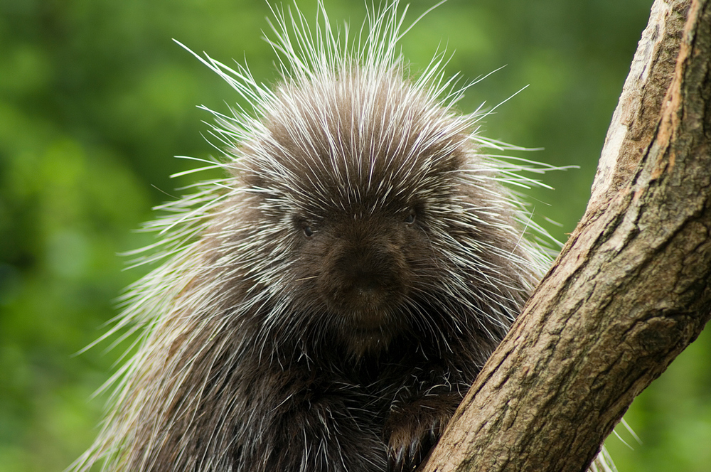 Urson II Foto & Bild | tiere, zoo, wildpark & falknerei, säugetiere ...