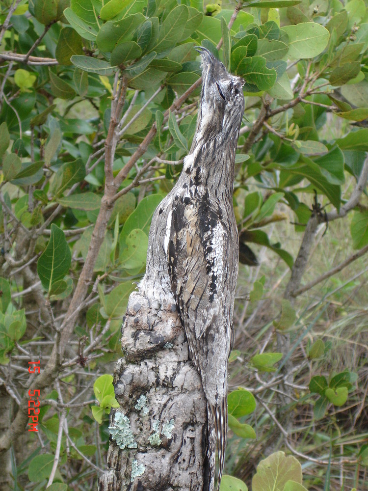 "Urutau" Imagen & Foto | animales, aves, naturaleza Fotos de fotocommunity