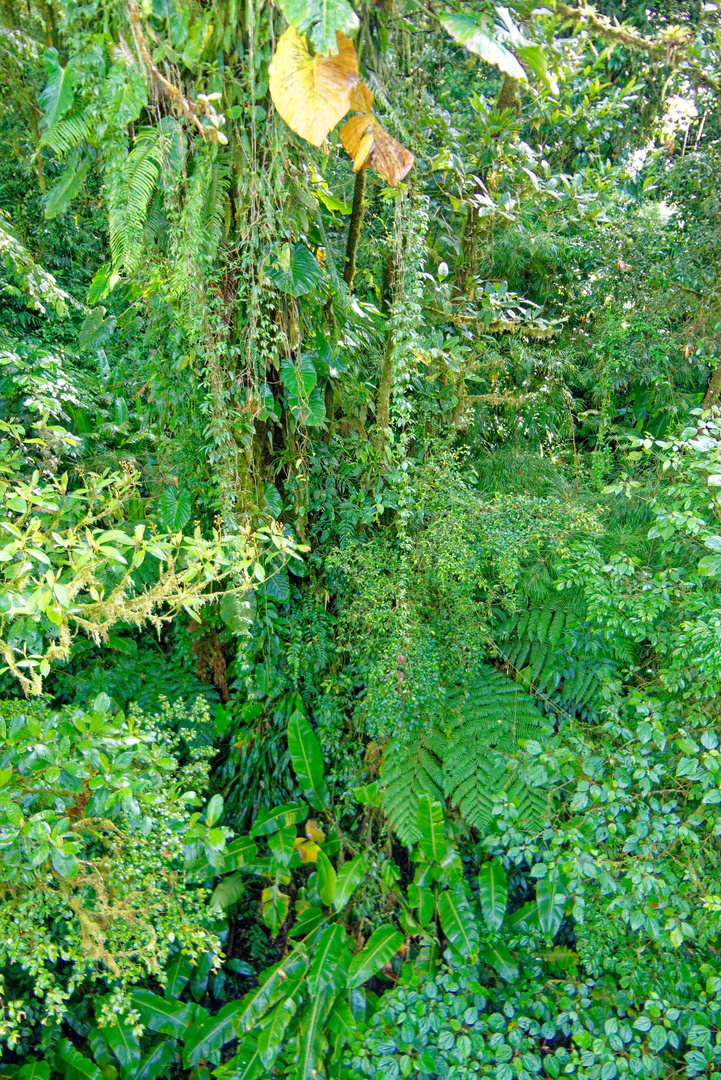 Urwald Foto & Bild | north america, central america, costa rica Bilder ...