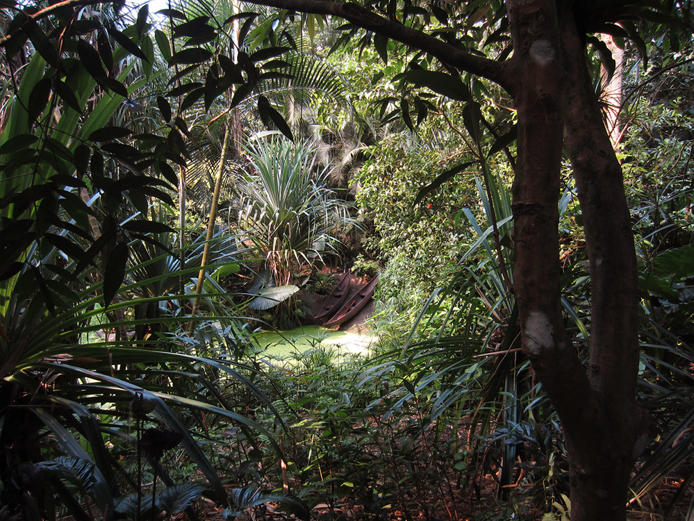 Urwald Foto & Bild | Bilder auf fotocommunity