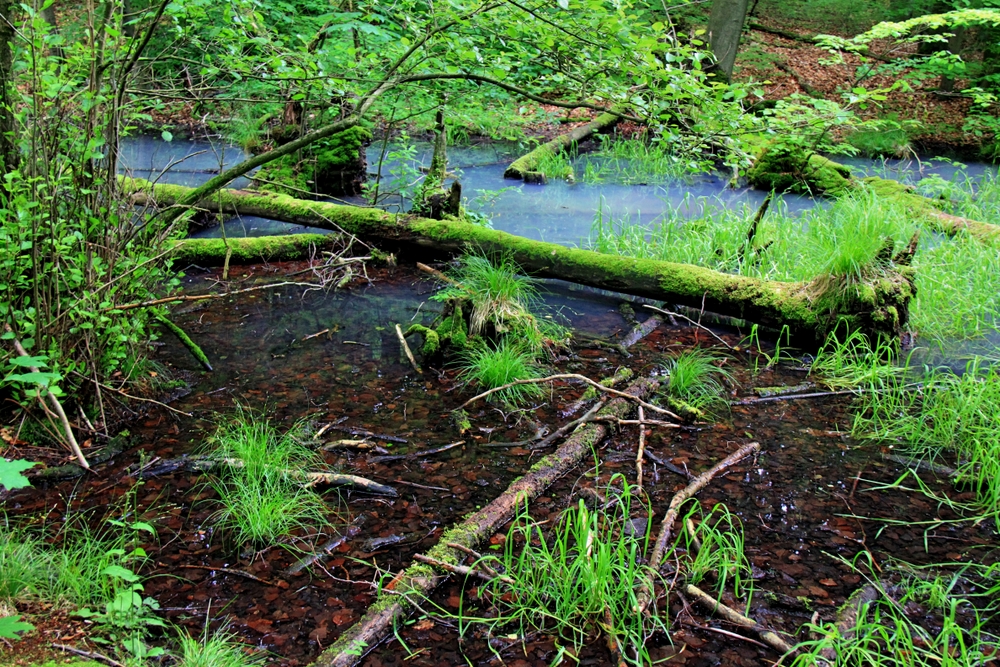 Urwald (2) Foto & Bild | deutschland, europe, thüringen Bilder auf ...