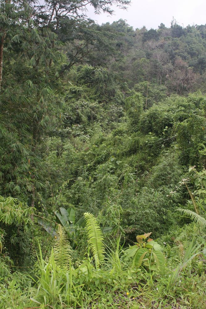 Urwald Foto & Bild | asia, malaysia, southeast asia Bilder auf ...