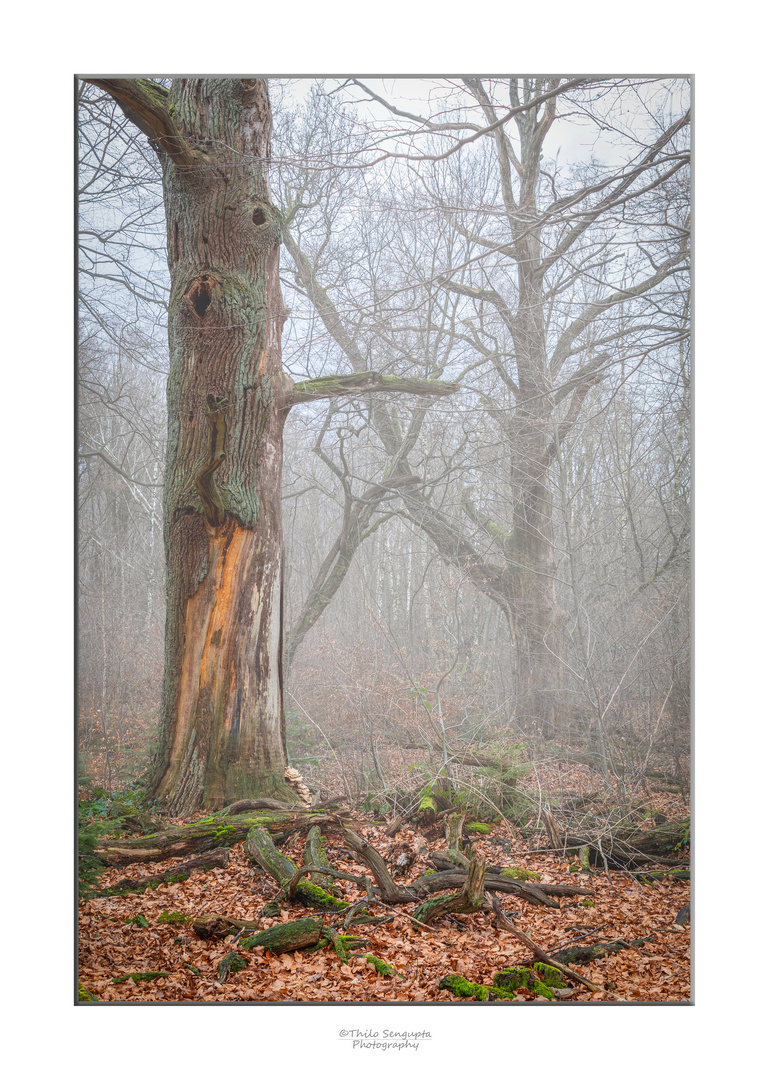 Urwald Foto & Bild | winter, natur, landschaft Bilder auf fotocommunity