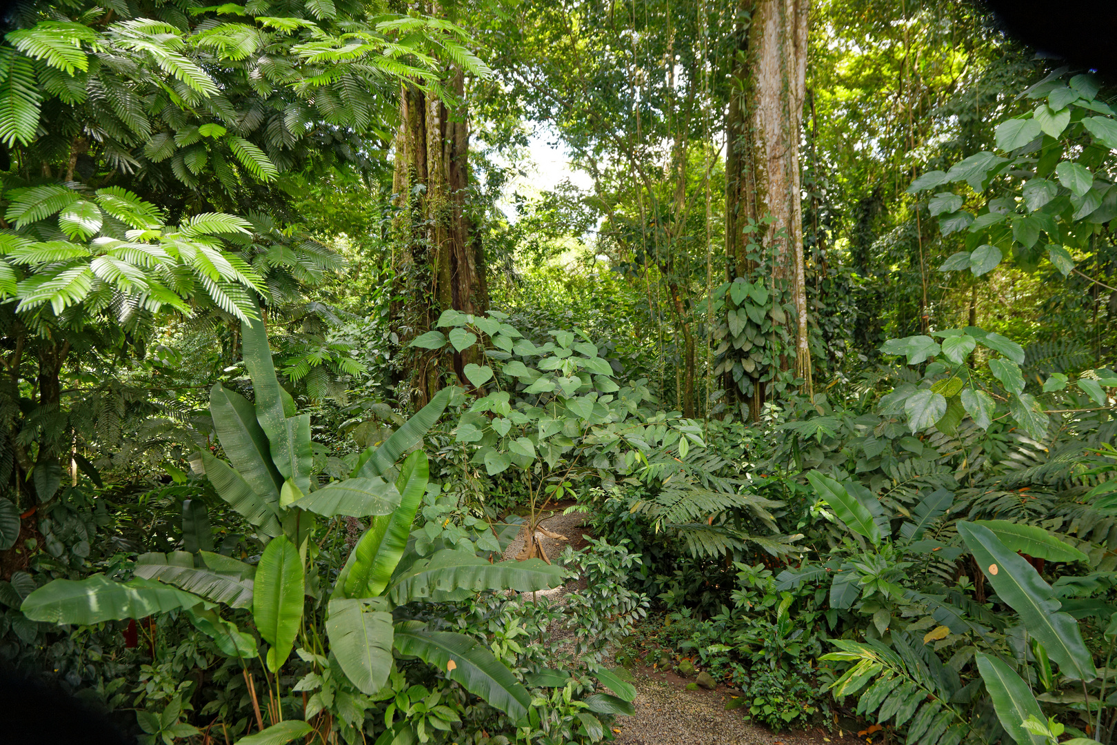 Urwald Foto & Bild | north america, central america, costa rica Bilder ...