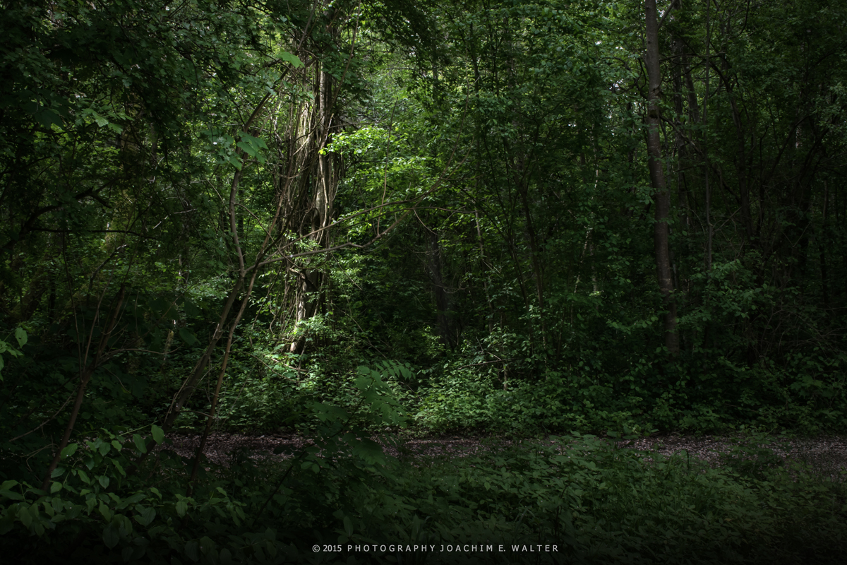Urwald Foto & Bild | landschaft, rückkehr der natur, motive Bilder auf ...