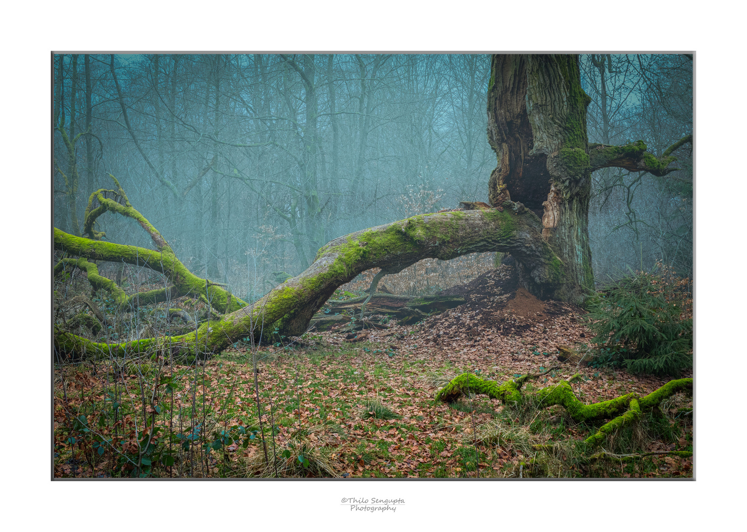 Urwald Foto & Bild | wald, natur, landschaft Bilder auf fotocommunity