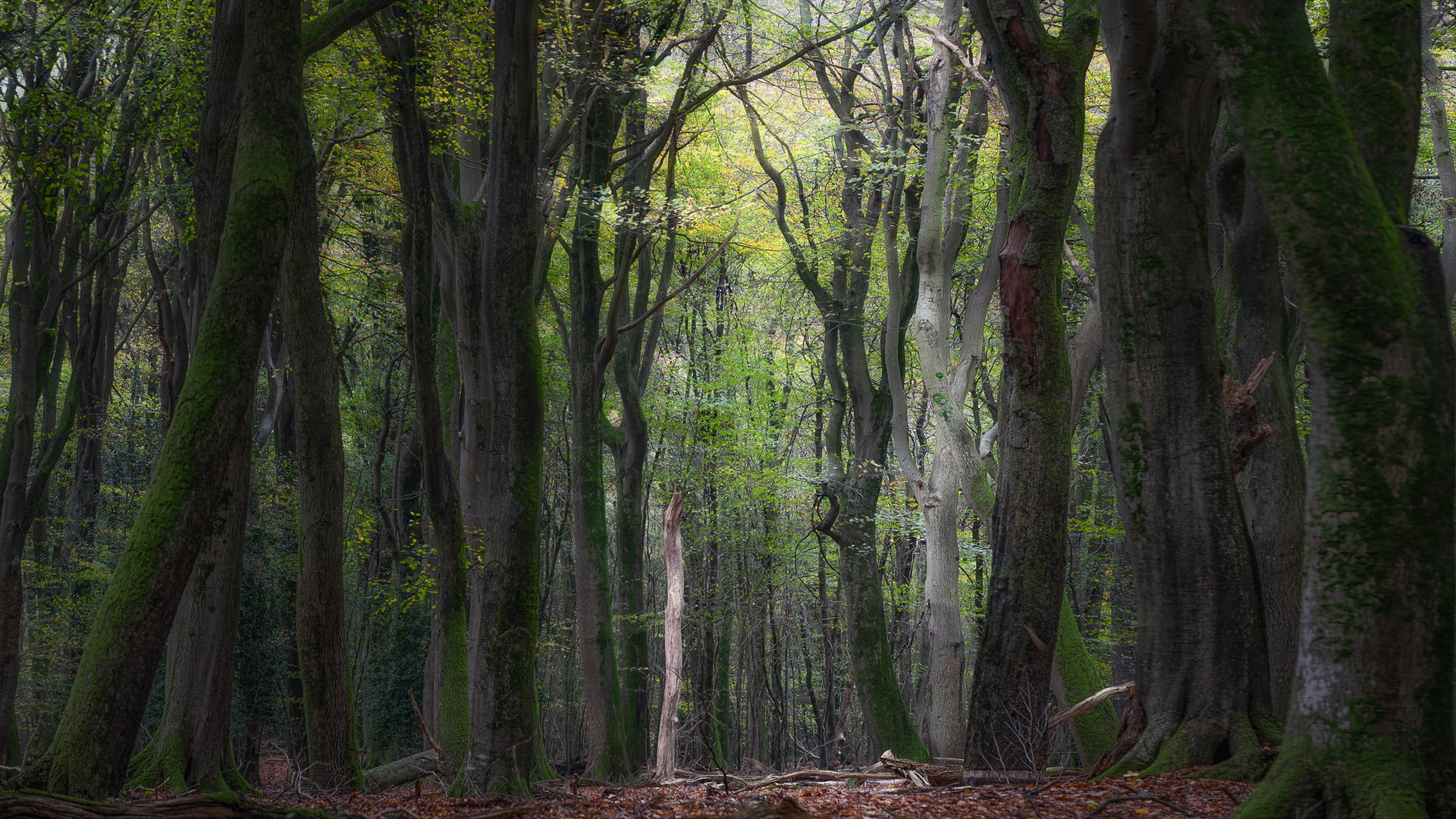 Urwald Foto & Bild | landschaft, wald, bäume Bilder auf fotocommunity