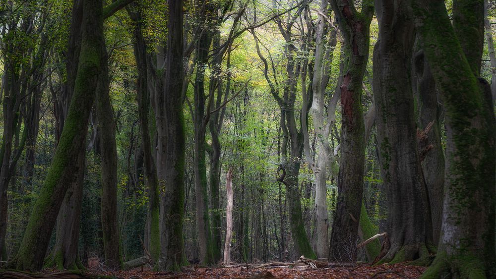 Urwald Foto & Bild | landschaft, wald, bäume Bilder auf fotocommunity