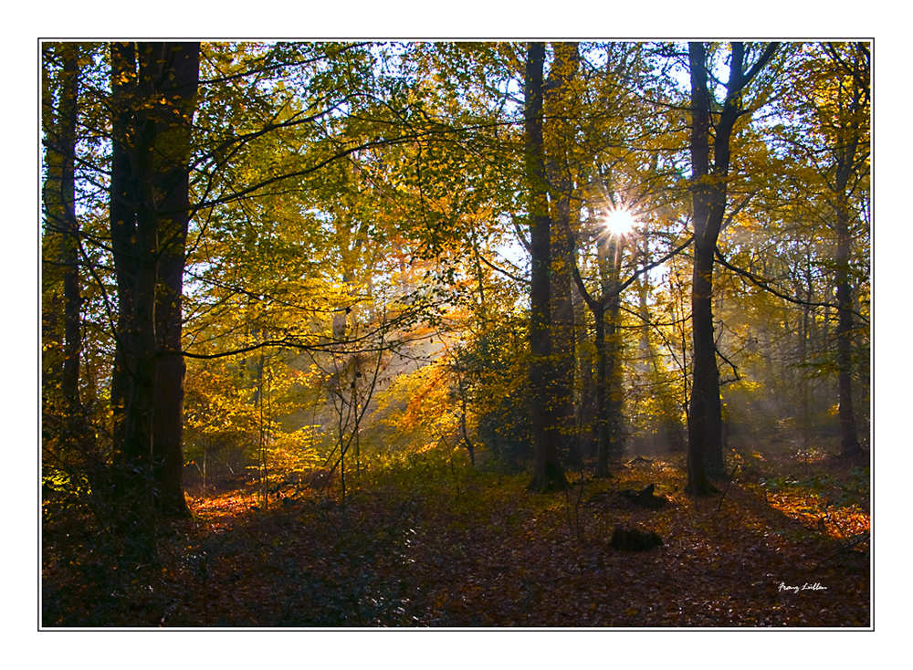 Urwald Foto & Bild | jahreszeiten, herbst, natur Bilder auf fotocommunity