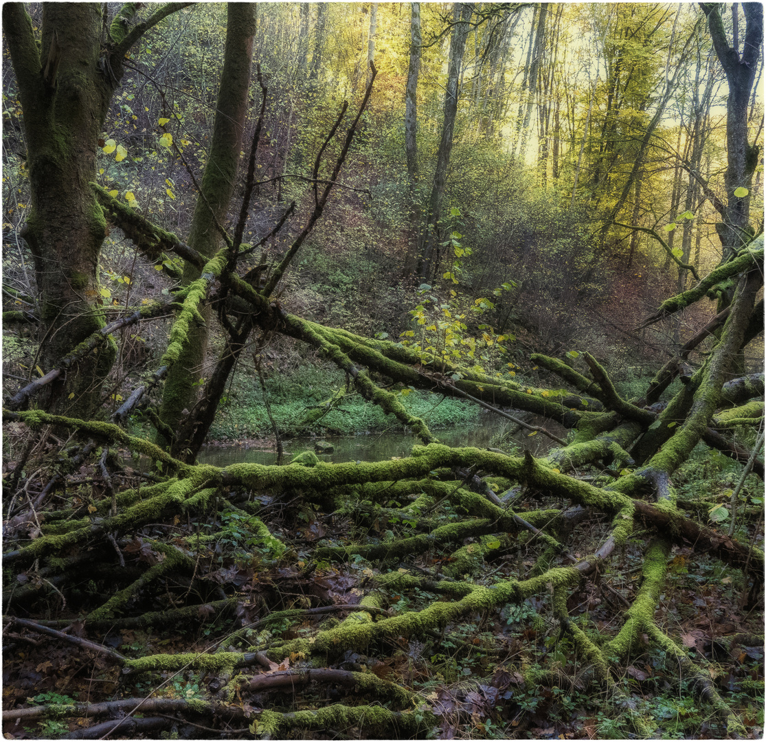 Urwald Foto & Bild | deutschland, europe, baden- württemberg Bilder auf ...