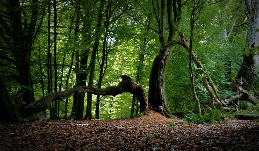 Urwald Foto & Bild | deutschland, europe, hessen Bilder auf fotocommunity