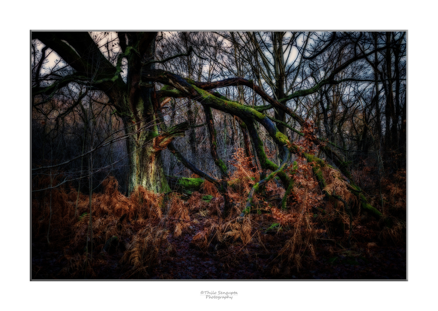Urwald Foto & Bild | wald, bäume, winter Bilder auf fotocommunity