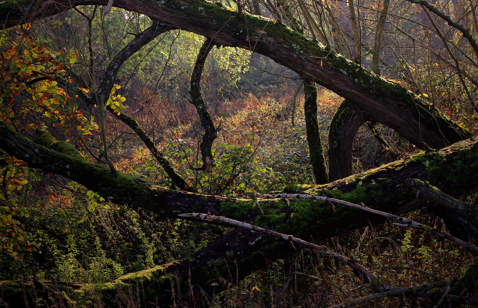 Urwald Foto & Bild | landschaft, wald, landschaften/natur Bilder auf ...