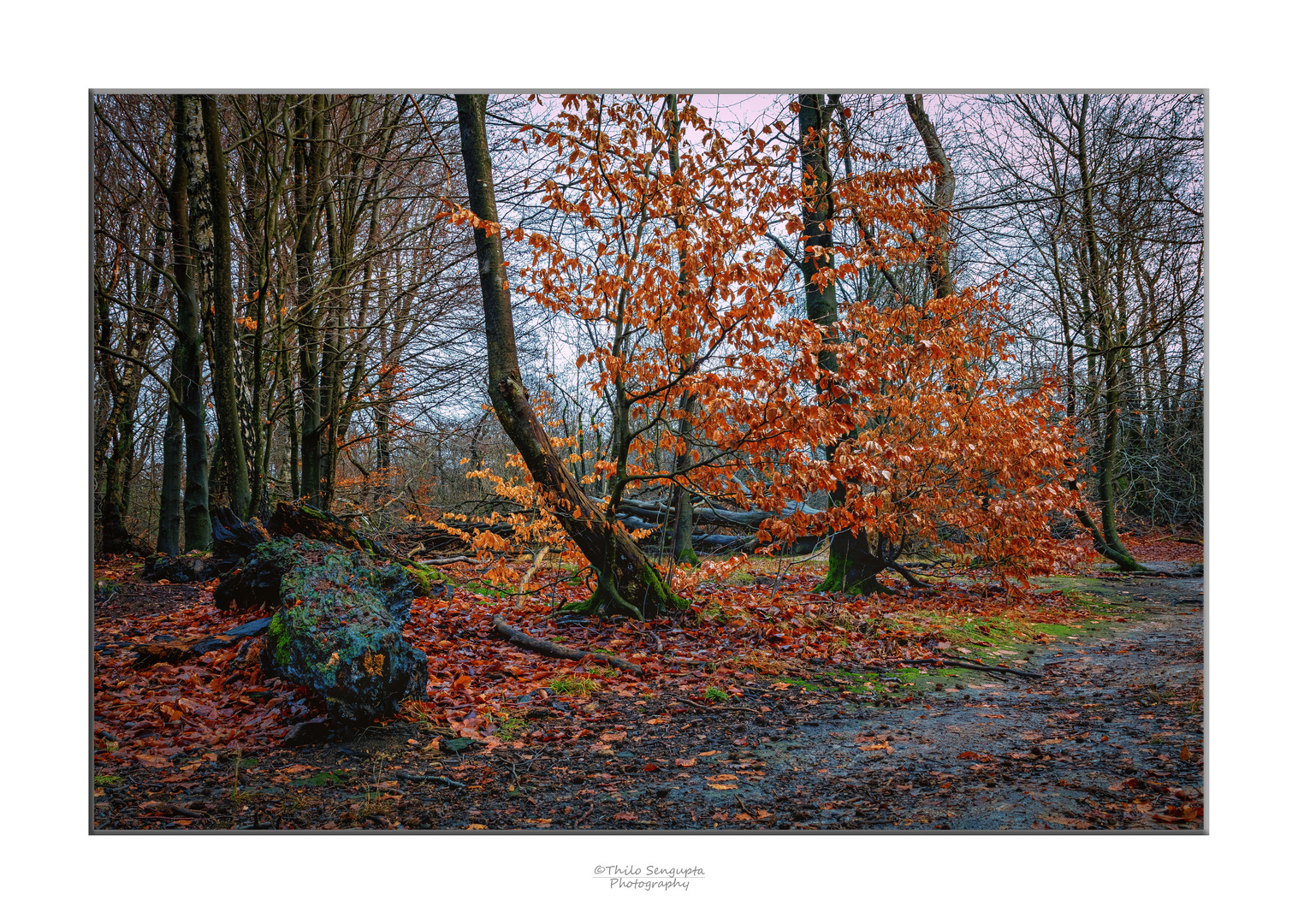 Urwald Foto & Bild | wald, bäume, landschaft Bilder auf fotocommunity