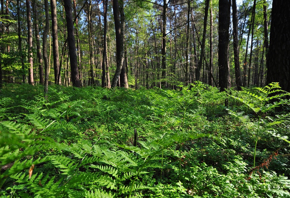 "Urwald".... Foto & Bild | landschaft, wald, bäume und sträucher Bilder ...