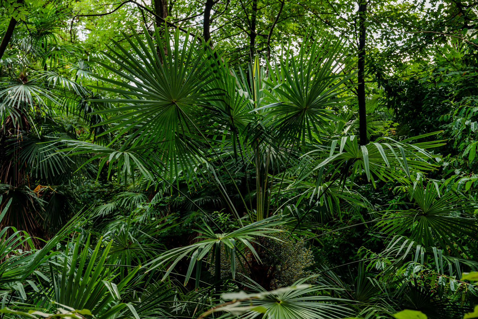Urwald Foto & Bild | europe, natur, schweiz & liechtenstein Bilder auf ...