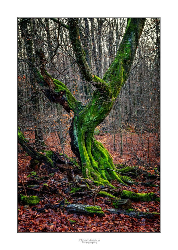 Urwald Foto & Bild | natur, landschaft, pflanzen Bilder auf fotocommunity