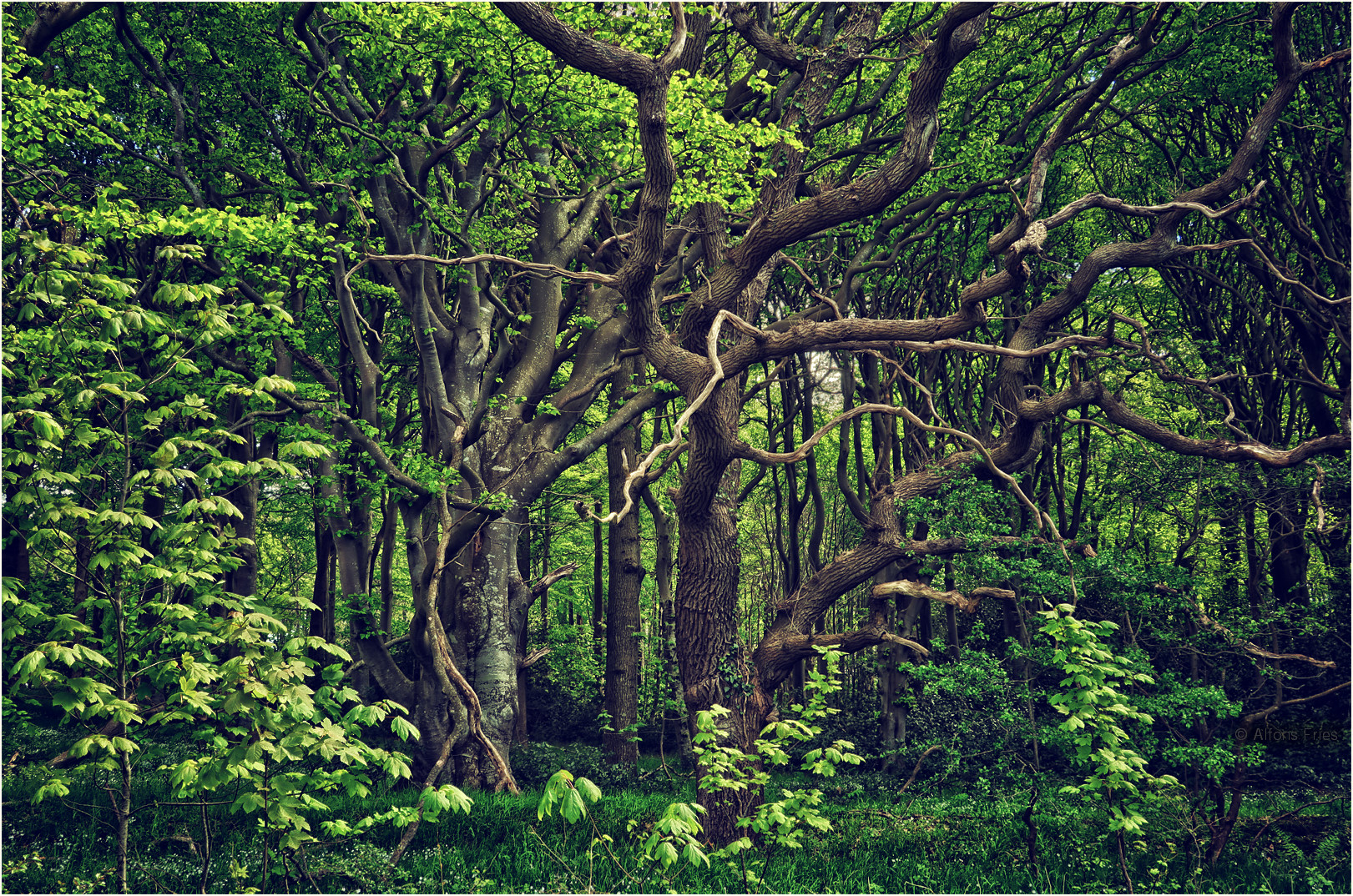 "Urwald" an der Geltinger Birk Foto & Bild | wald, dokumentation ...