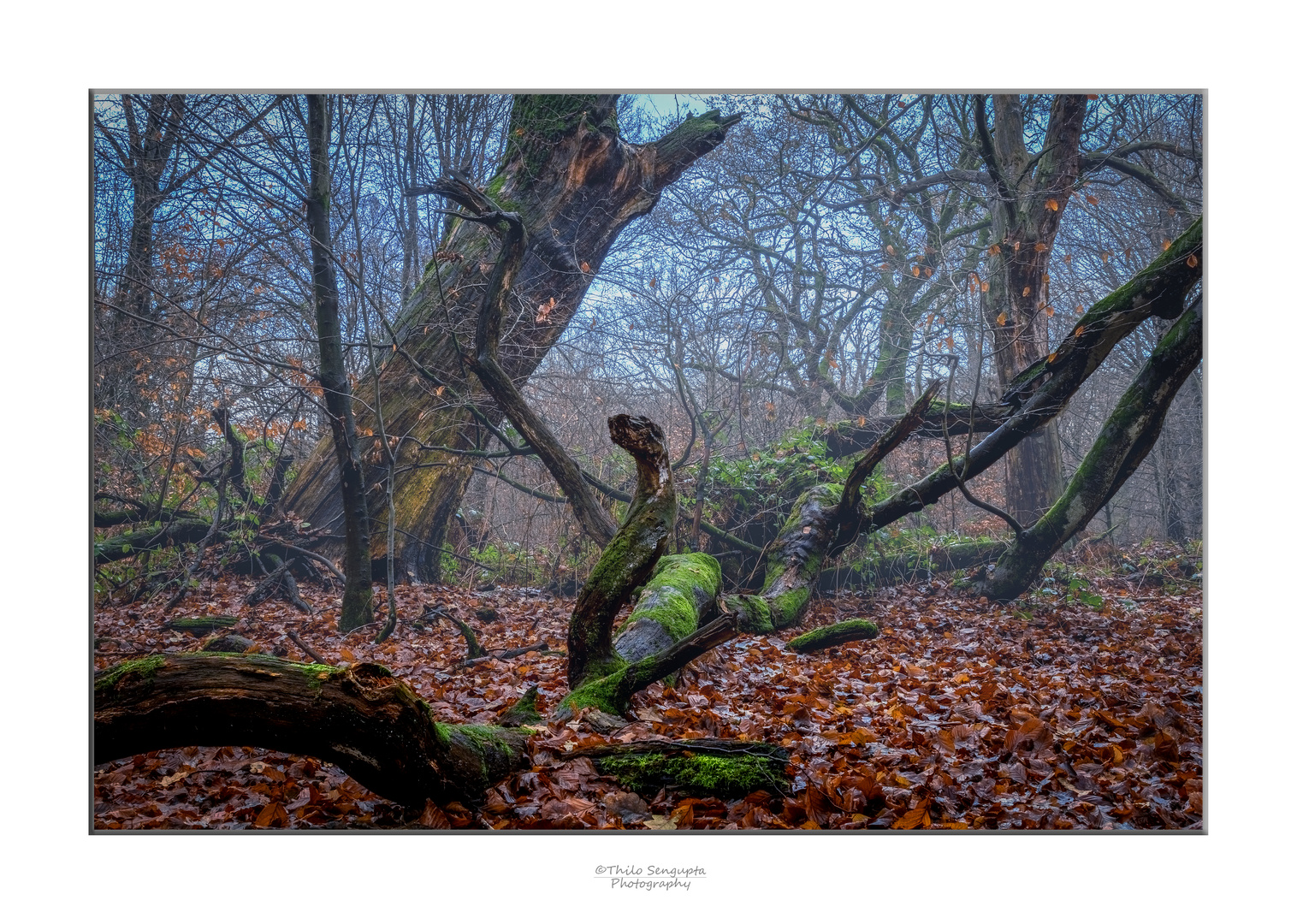 Urwald Foto & Bild | wald, natur, landschaft Bilder auf fotocommunity