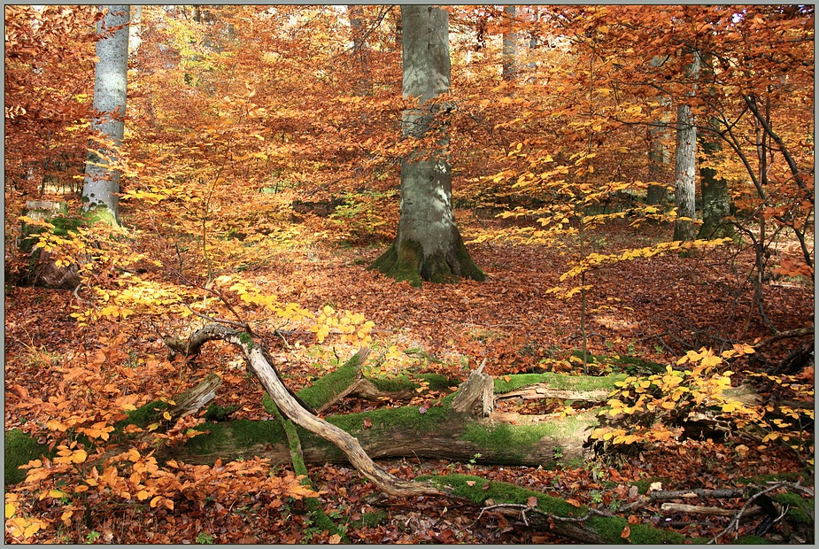 Urwald Foto & Bild | deutschland, europe, hessen Bilder auf fotocommunity