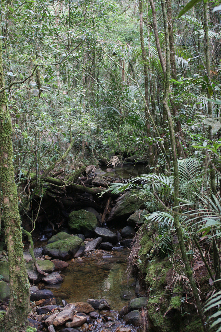 Urwald Foto & Bild | asia, malaysia, southeast asia Bilder auf ...