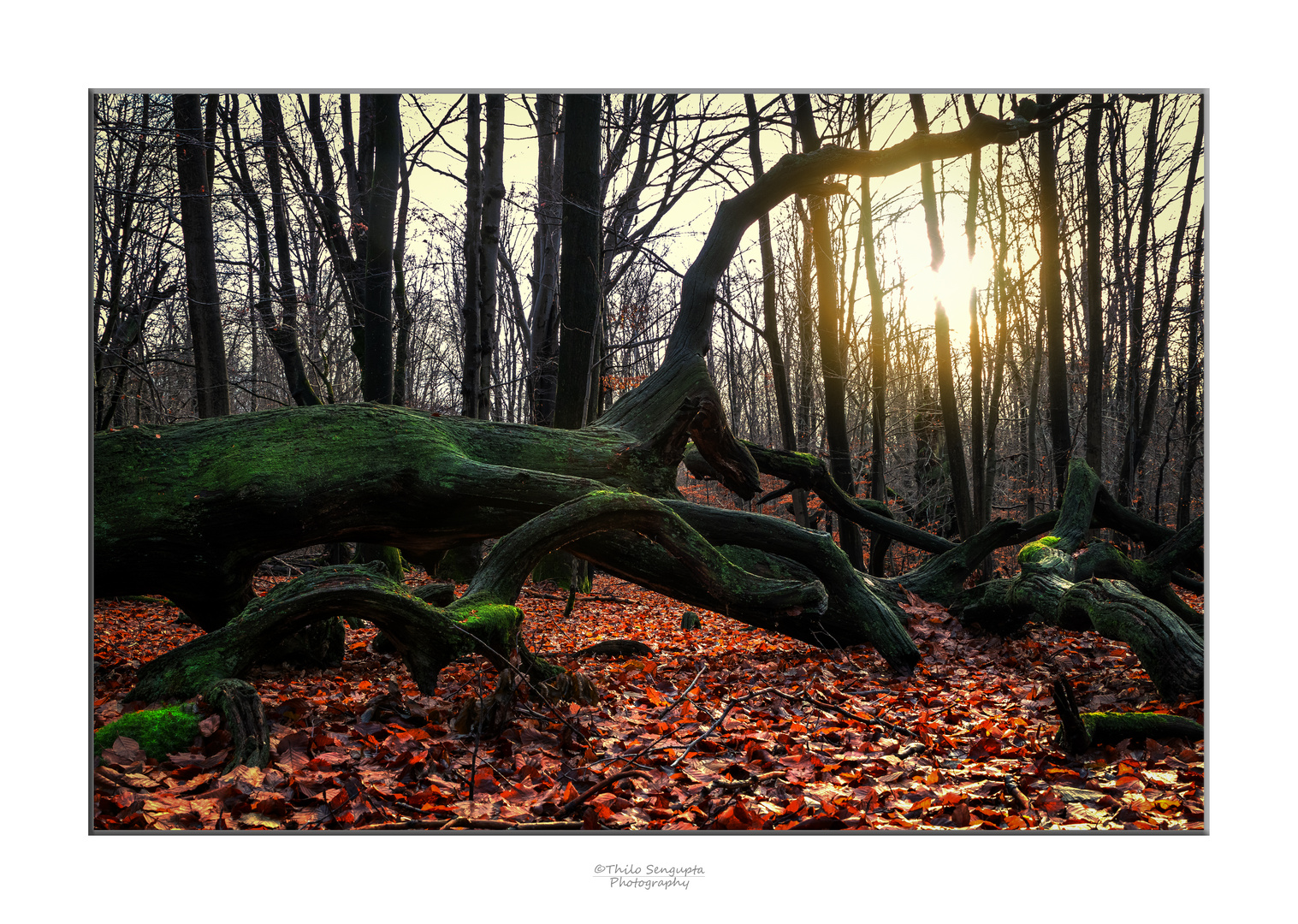 Urwald Foto & Bild | natur, landschaft, pflanzen Bilder auf fotocommunity