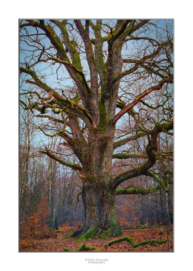 Urwald Foto & Bild | winter, natur, landschaft Bilder auf fotocommunity