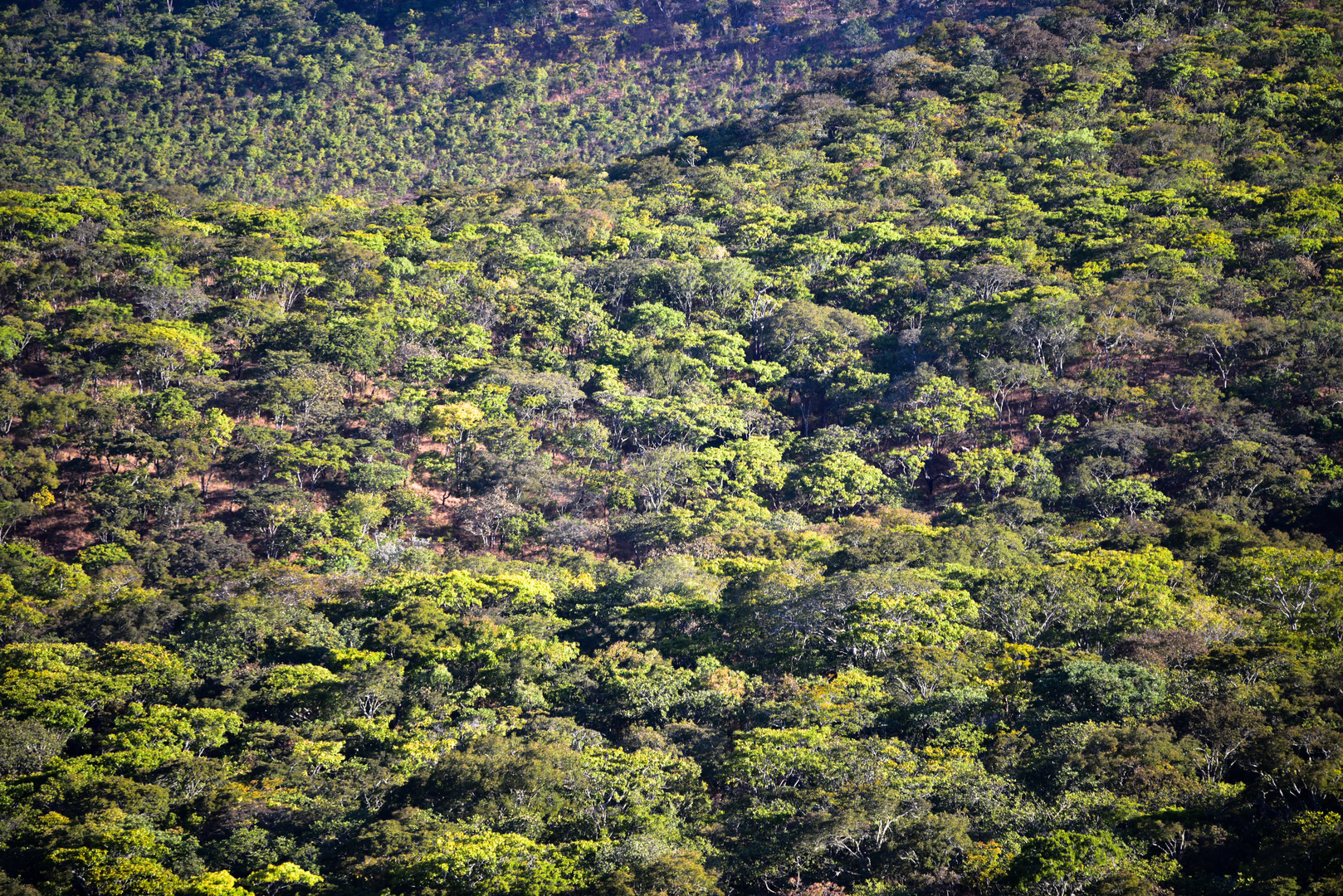 Urwald Foto & Bild | nikon, world, wald Bilder auf fotocommunity