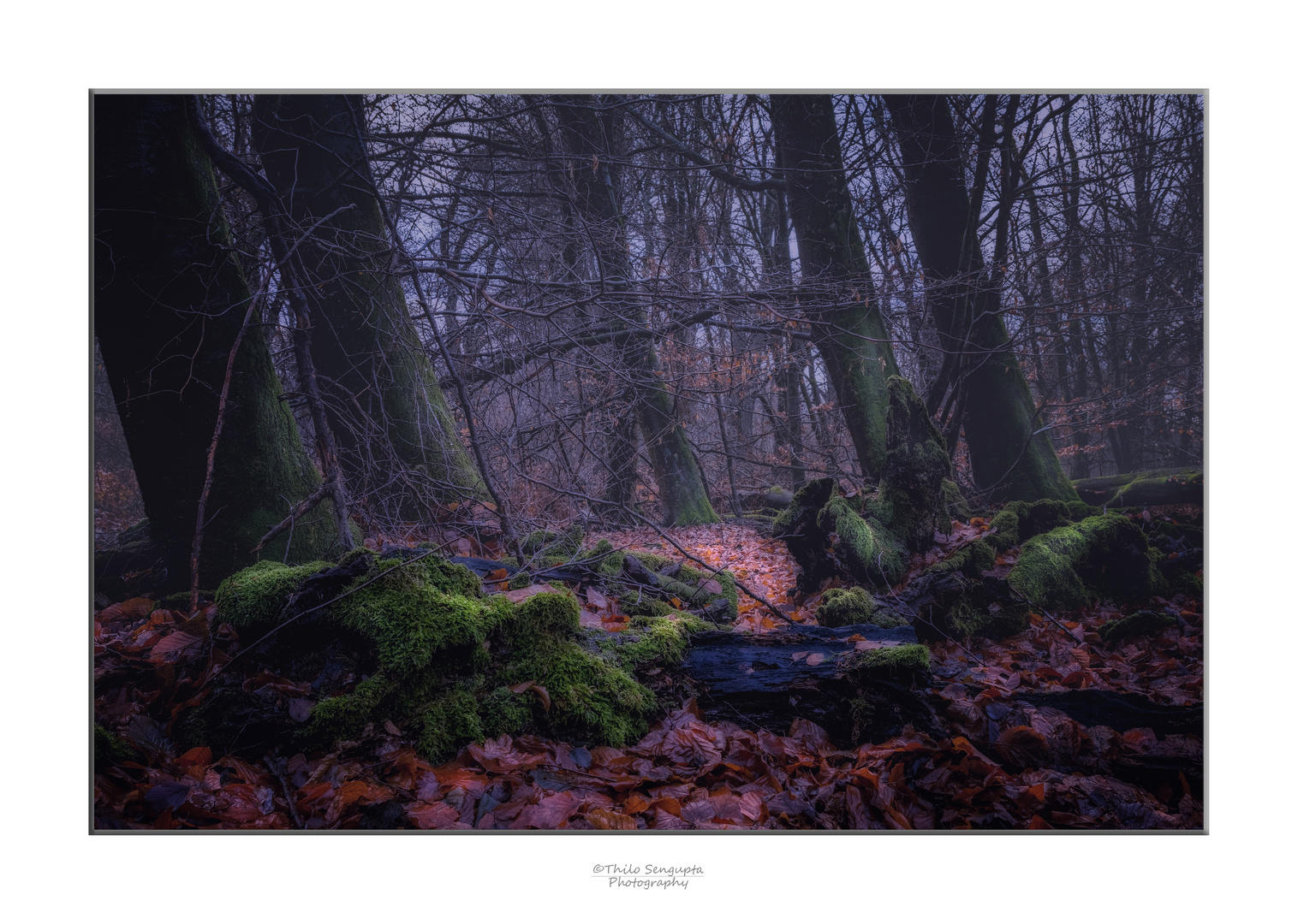 Urwald Foto & Bild | wald, bäume, natur Bilder auf fotocommunity