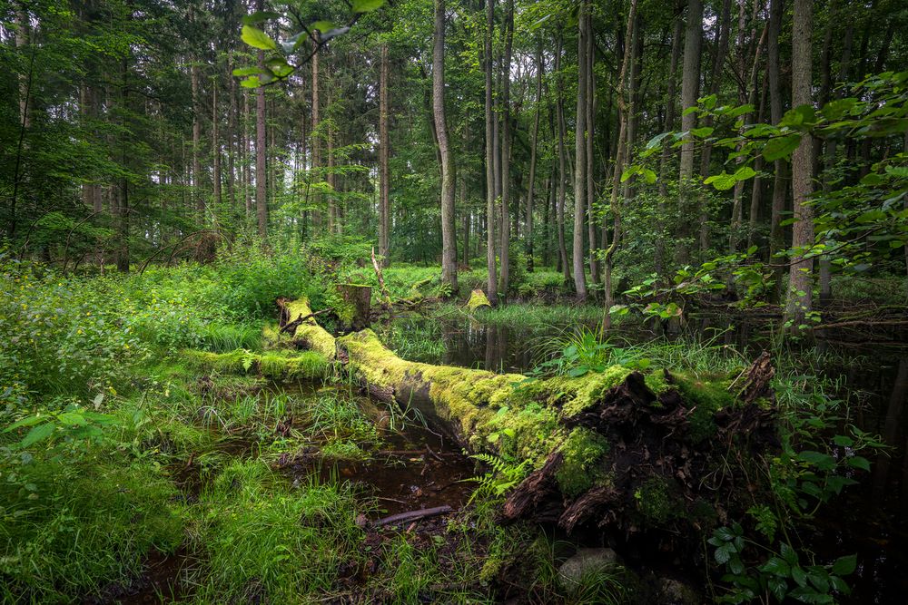 "Urwald"... Foto & Bild | wald, landschaften, sommer Bilder auf ...