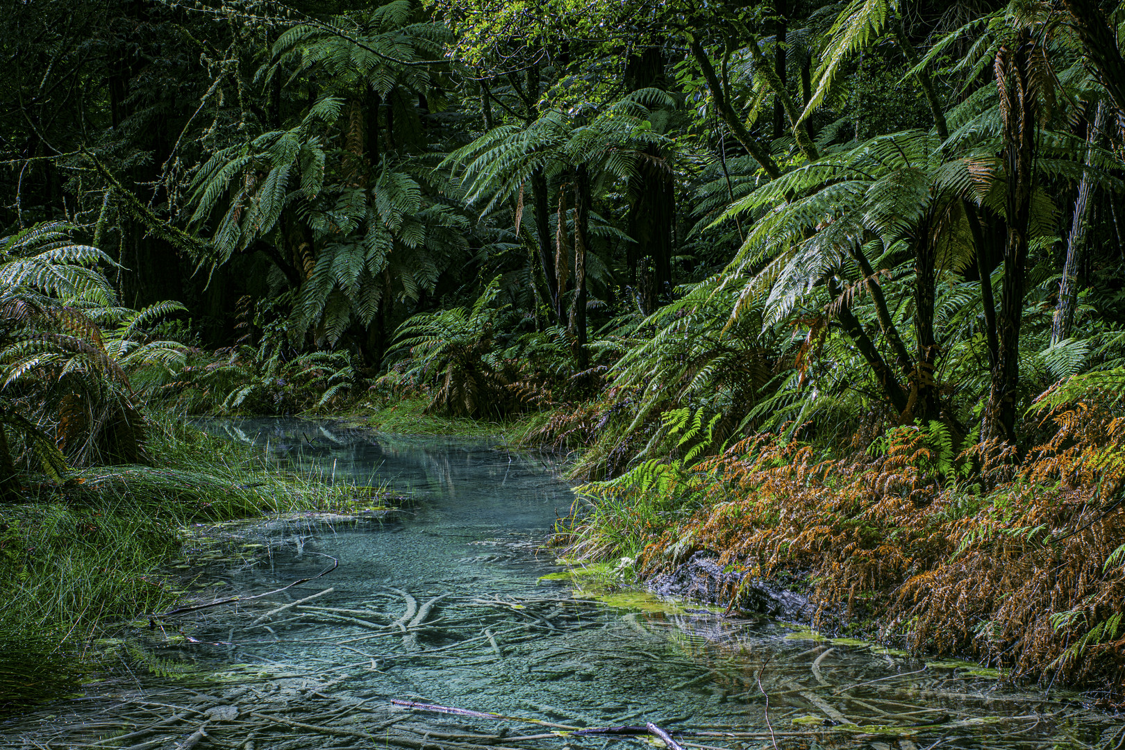 Urwald Foto & Bild | spezial, wald, wasser Bilder auf fotocommunity