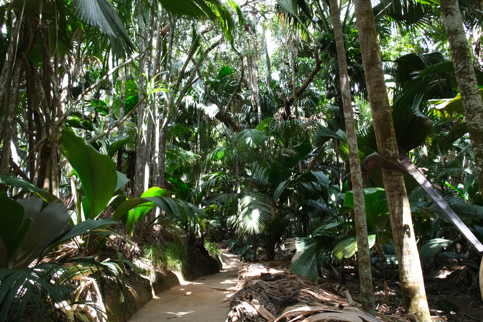 ...Urwald Feelings... Foto & Bild | world, unesco, seychellen Bilder ...