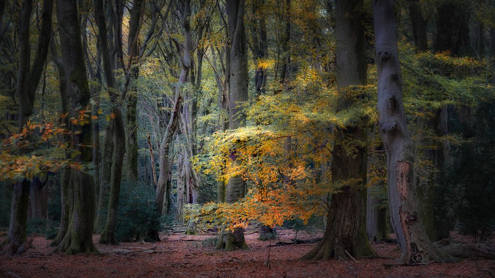 Urwald II Foto & Bild | landschaft, wald, bäume Bilder auf fotocommunity