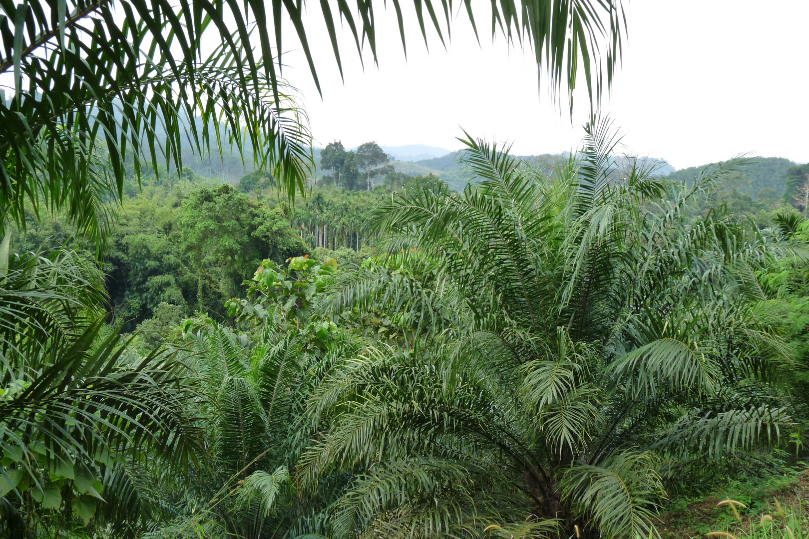 Urwald in Malaysia Foto & Bild | landschaft, wald, natur Bilder auf ...