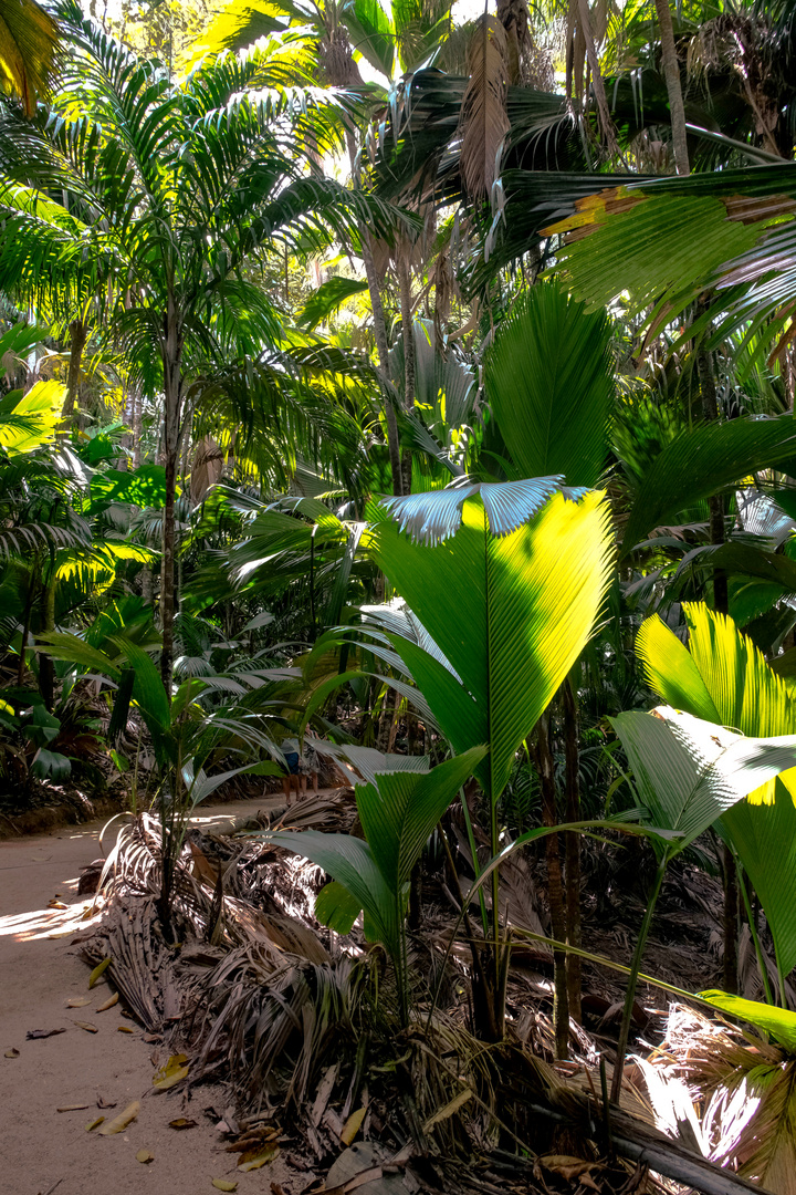 ...Urwald - Leuchten... Foto & Bild | world, unesco, seychellen Bilder ...
