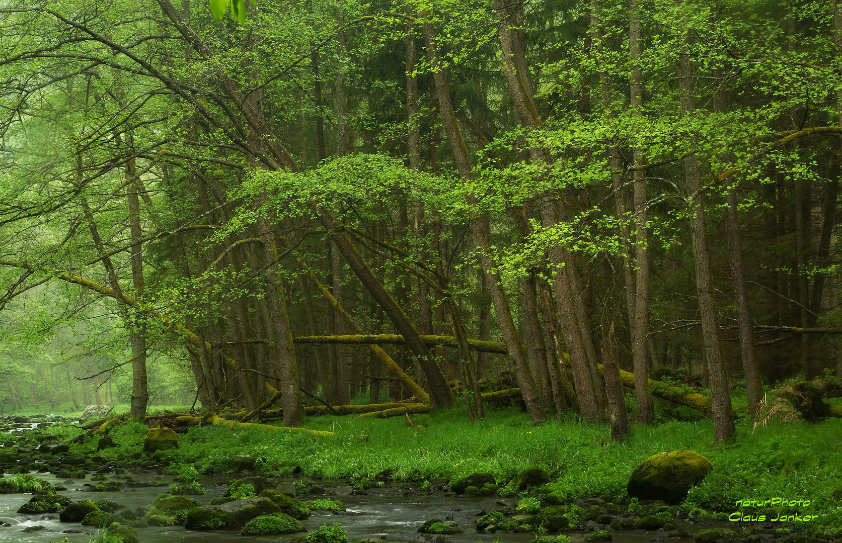 Urwald Pfreimdtal Foto & Bild | landschaft, bach, fluss & see, wald ...