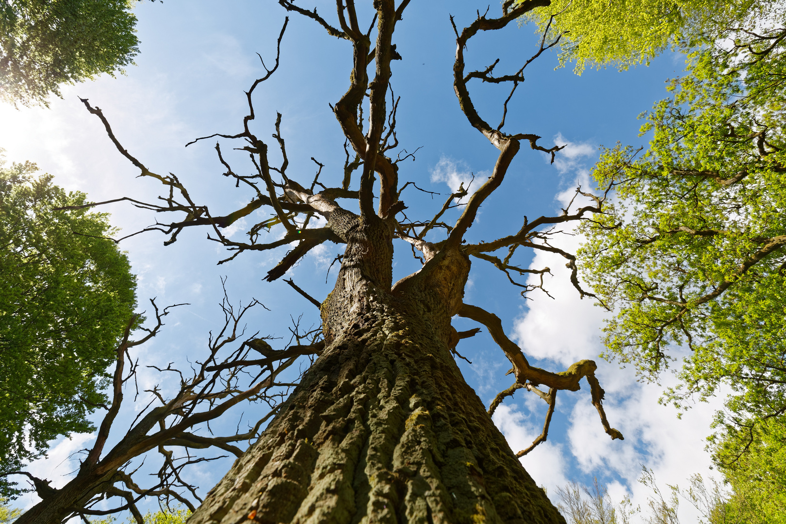 Urwald Sababurg Foto & Bild | deutschland, europe, hessen Bilder auf ...