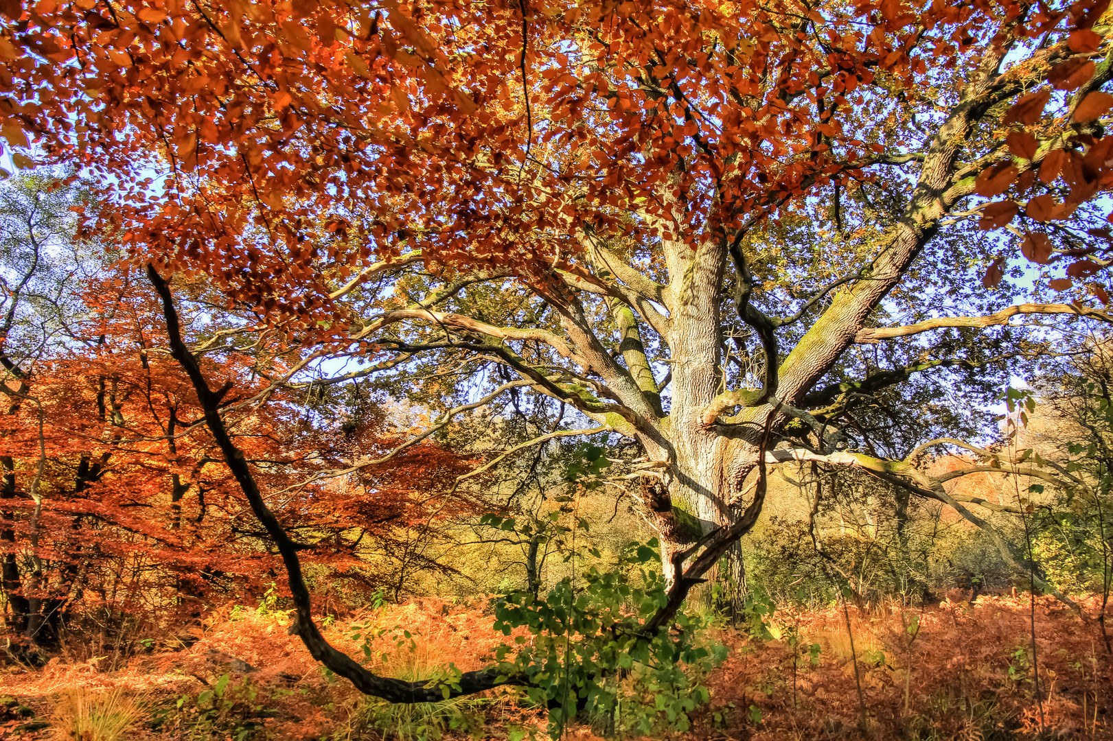 Urwald Sababurg Foto & Bild | art, world, spezial Bilder auf fotocommunity