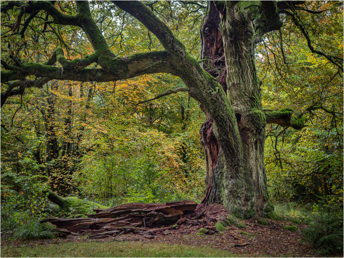 Urwald Sababurg Foto & Bild | world, bäume, natur Bilder auf fotocommunity