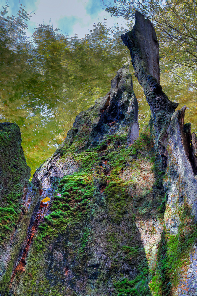 Urwald Sababurg I Foto & Bild | deutschland, europe, hessen Bilder auf ...