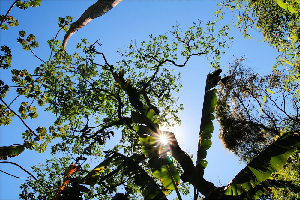 Urwald Wipfel Foto & Bild | world, spezial, wald Bilder auf fotocommunity