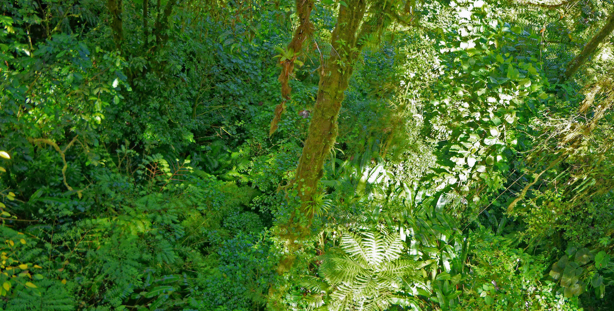 Urwald_2 Foto & Bild | north america, central america, costa rica ...